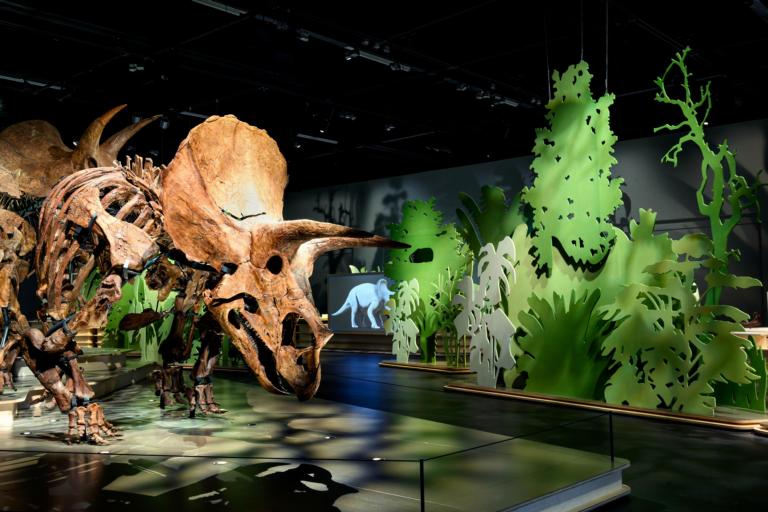Triceratops: de kudde van Naturalis | Naturalis